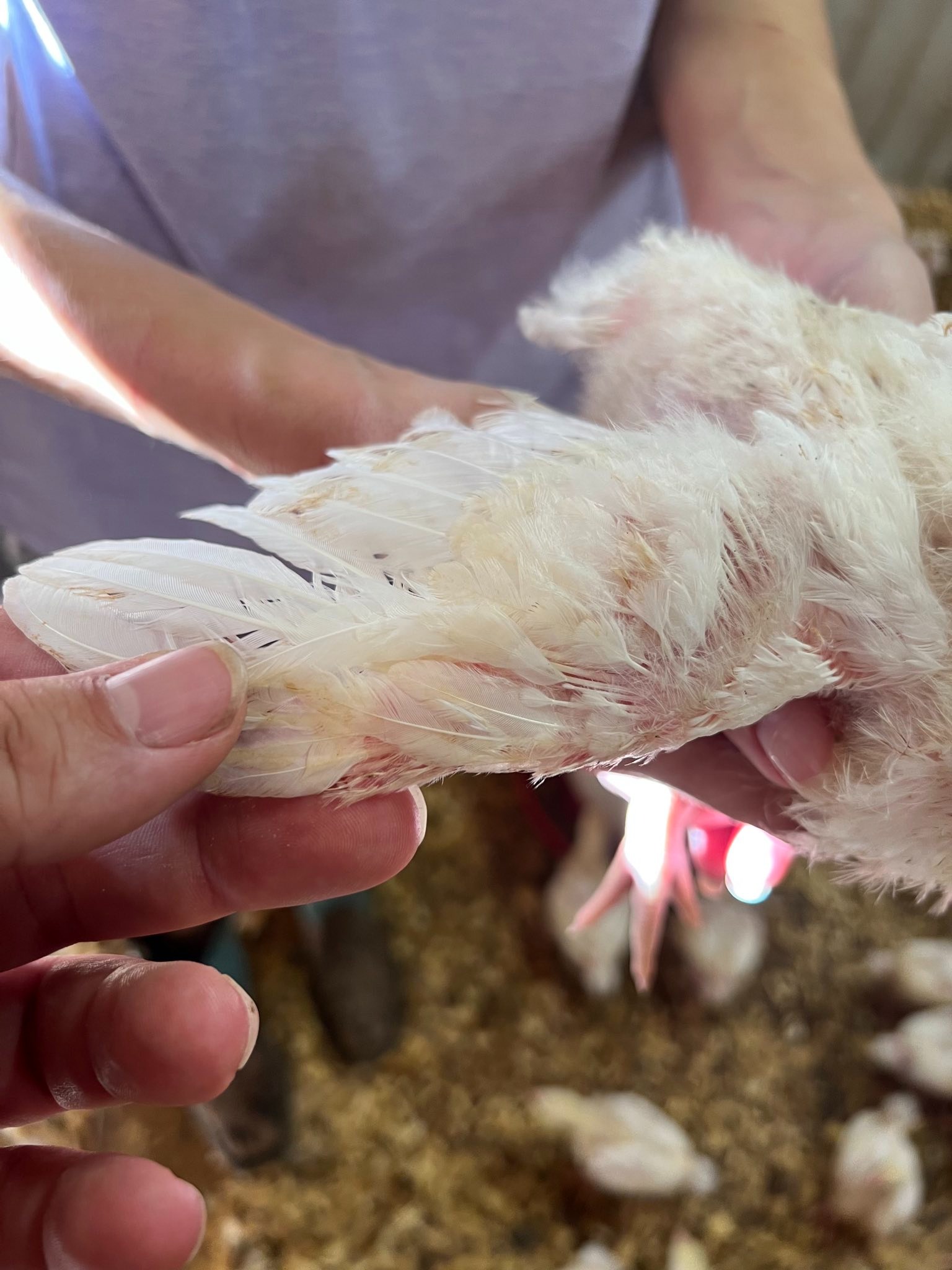 Week 2 With Our Meat Chickens: Thriving And Growing Strong! | From ...