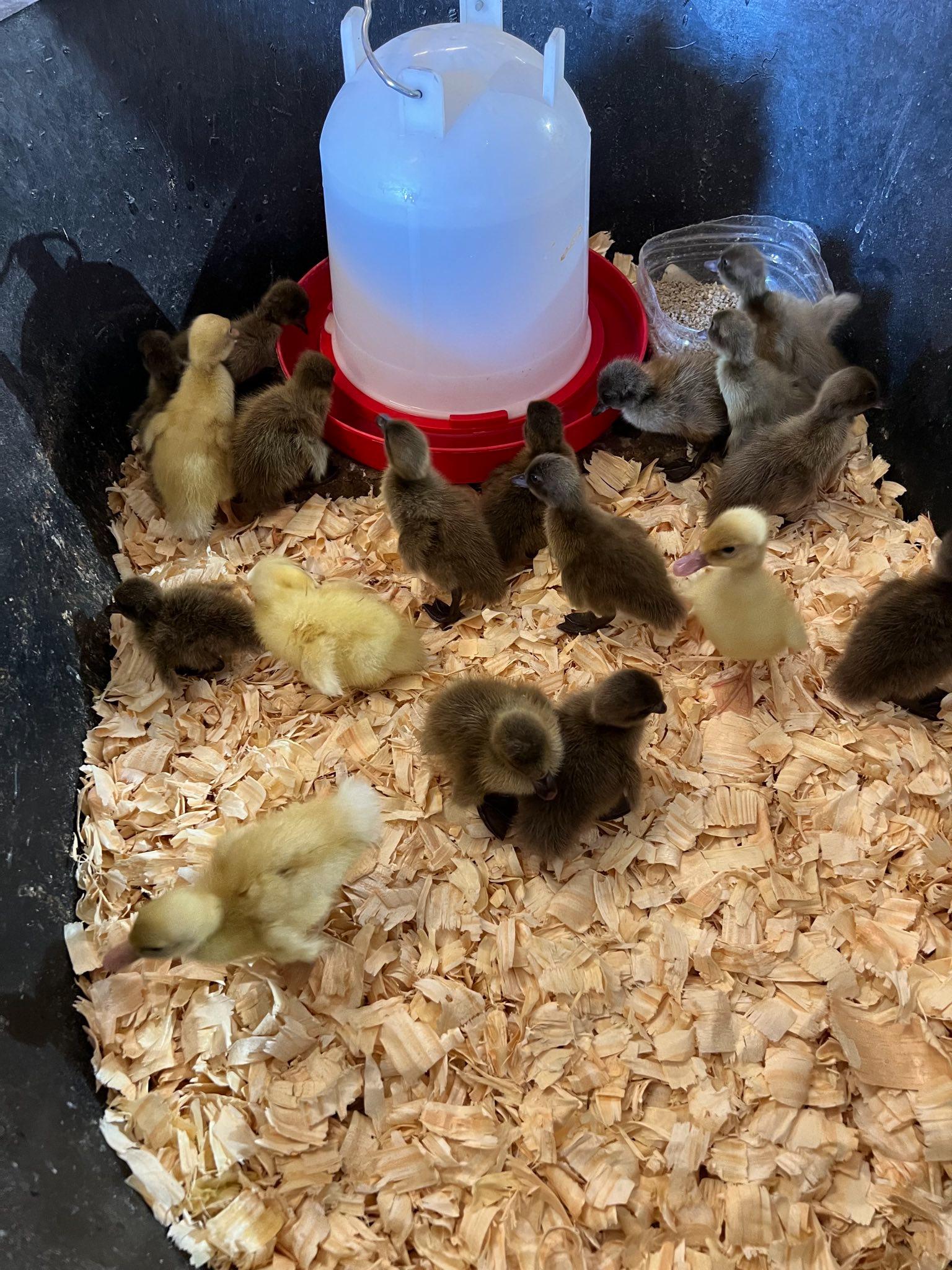 Welcoming New Quackers: Our Journey With Ducklings | From Pasture To ...