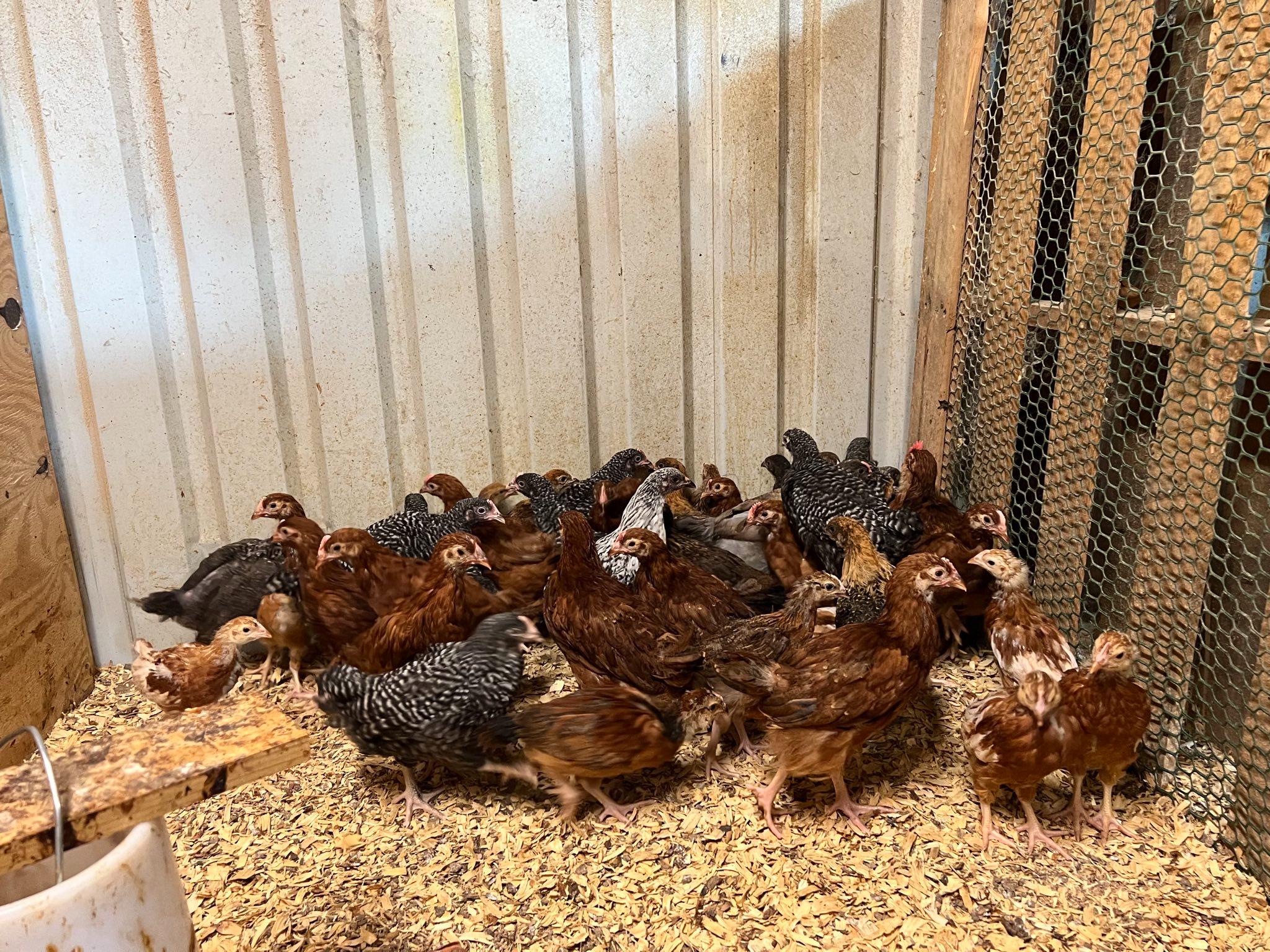 Rebuilding Our Pasture-Raised Layer Flock in Bryan/College Station, TX ...